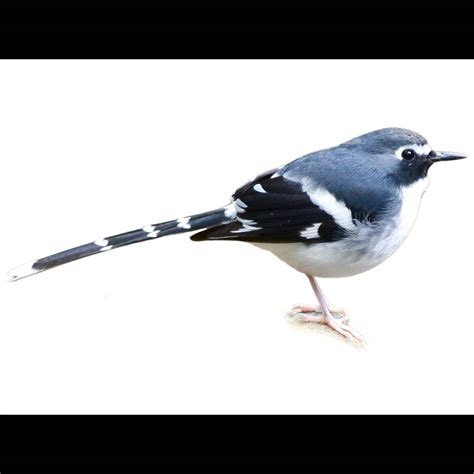 Slaty Backed Forktail Enicurus Schistaceus Identification Birda