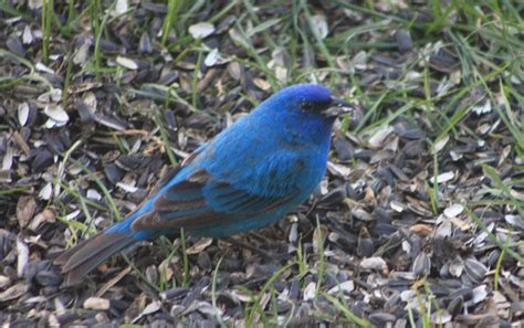Indigo Bunting In Its Natural Habitat