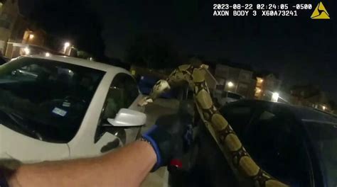 Texas Woman Finds Escaped Python Blocking Her Car In Parking Lot Fox News