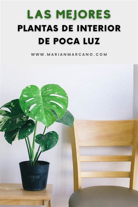 9 Plantas De Interior Que Requieren Poca Luz Artofit