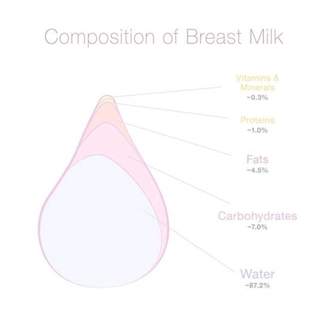 Composition Of Breast Milk：超过 61 张免版税可许可的库存矢量图与艺术矢量图 Shutterstock