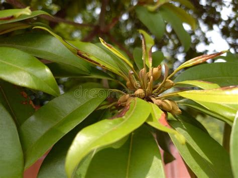 Planta De Chikku Imagen De Archivo Imagen De Hoja Fruta 258572091