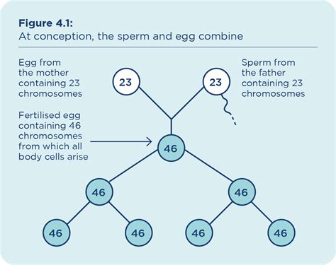 Sperm And Egg On A Chromosome