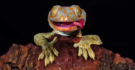 Définition Force De Keesom Force Dorientation Interaction Dipôle