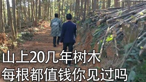 螃爷实拍山上树木，长大要花20几年根根都值钱【螃爷pang】 Youtube