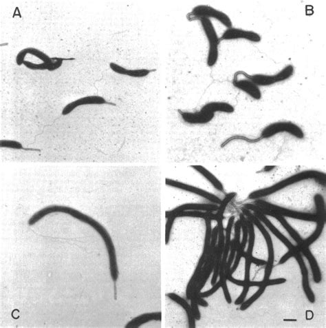 C Crescentus Filaments Formed After 3 H A B And 6 H C D Ofgrowth