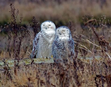 15 Owl Adaptations That Make Them Incredible Hunters Animals Around