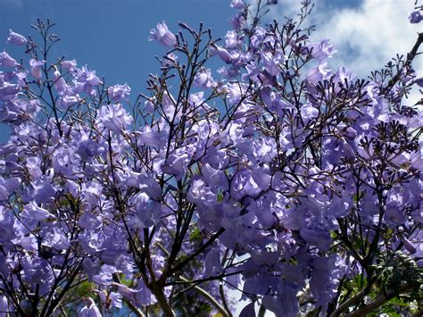 Jacaranda Mimosifolia Uf Ifas Assessment University Of Florida