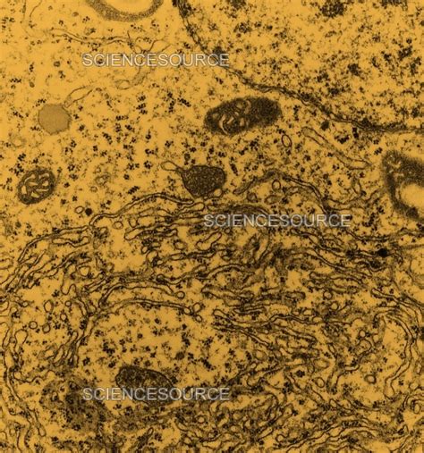 Root Tip Cell Corn Tem Stock Image Science Source Images