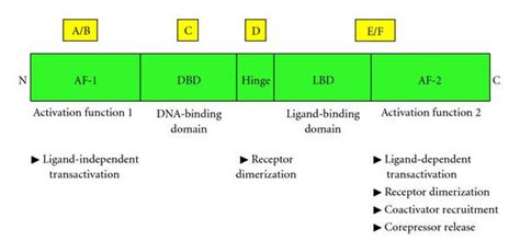 Pparα In Obesity Sex Difference And Estrogen Involvement Yoon 2010 Ppar Research Wiley