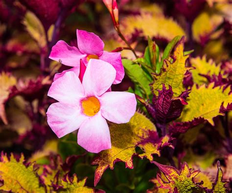 핑크 꽃 식물 Pixabay의 무료 사진 Pixabay
