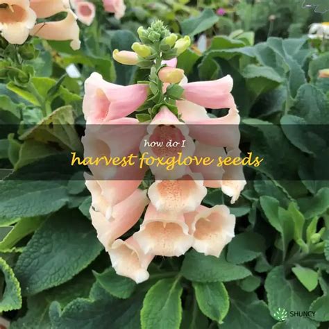 Harvesting Foxglove Seeds A Step By Step Guide Shuncy