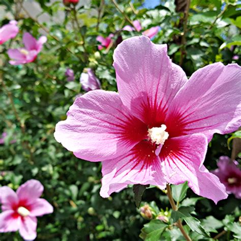 Rosa De Saron Catalogo Online