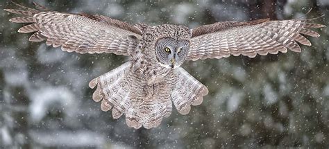 Great Gray Owl I Owl Research Institute