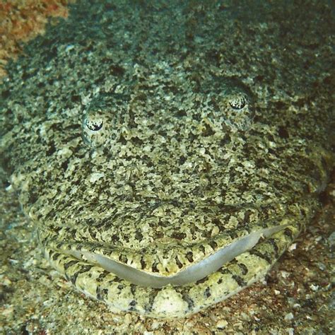 Mesmerizing Flathead Crocodile Fish On Rawa Island