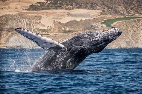 Whale Watching Tours Cabo Trek