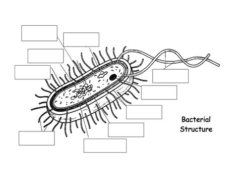 Cells Prokaryotic Diagram Quizlet
