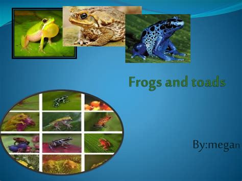 Ppt Frogs And Toads Powerpoint Presentation Free Download Id6190374