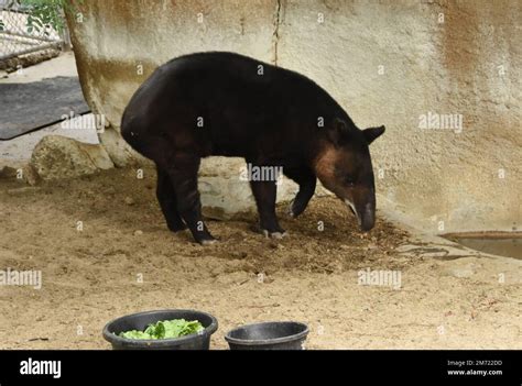 Los Angeles California Usa 26th December 2022 Mountain Tapir At The