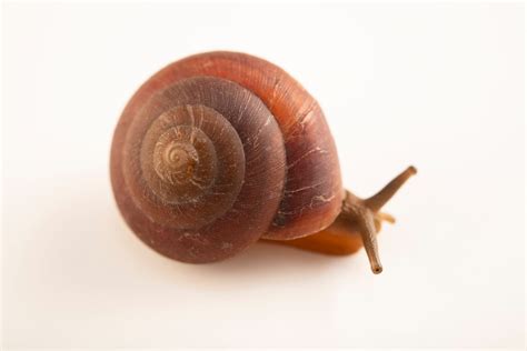 Ins009 00407 Joel Sartore