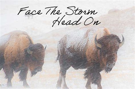 Why Do Bison Run Into The Storm