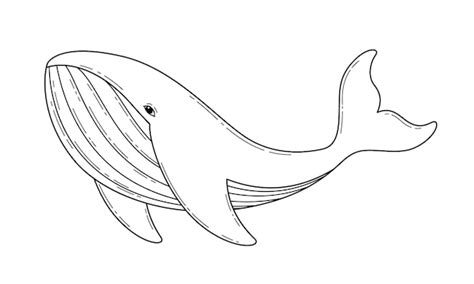 Premium Vector Vector Whale Isolated On White Background