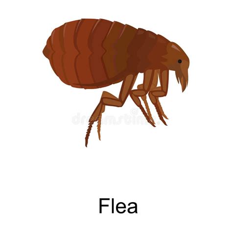 Cartoon Flea Stock Illustrations 1398 Cartoon Flea Stock Illustrations Vectors And Clipart