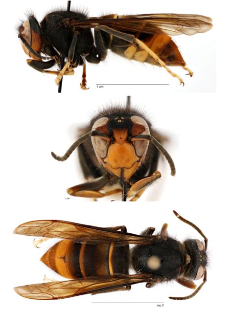 Invasive Yellow Legged Hornet Spotted In Us What To Know About Social