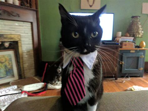 Oliver Climbing The Corporate Cat Tree Scrolller