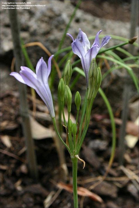 Plantfiles Pictures Triteleia Grass Nut Ithuriels Spear Wally