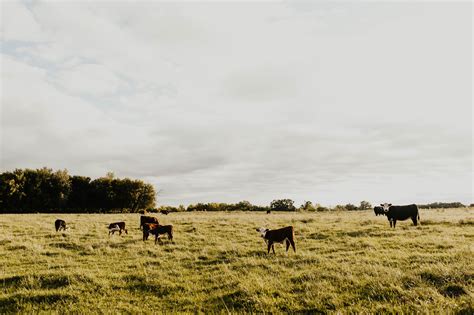 Lawrence Herefords Home Facebook