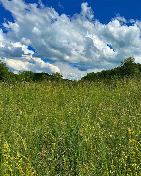 Chuckwhiting Chucksdiary Natcheztraceparkway Grass Grasses Fields