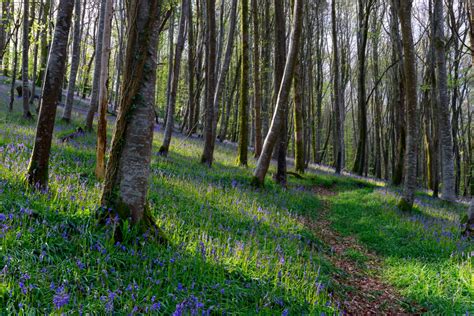 Greenhaven Woodland Burial Ground Natural Burial Grounds