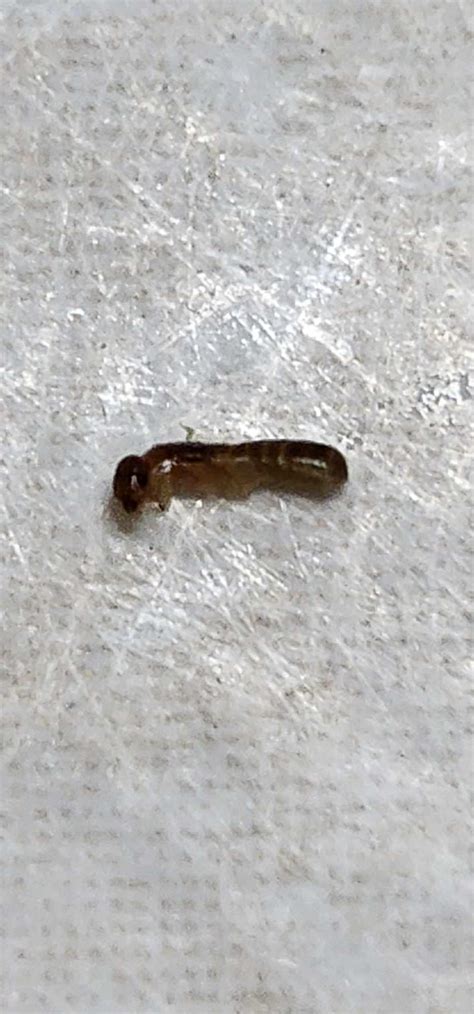 Small Winged Bug Philippines R Bugidentification