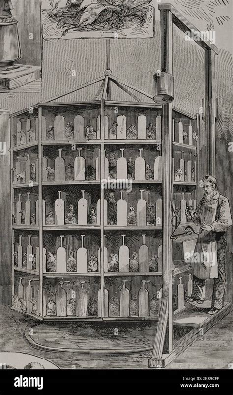 Artificial Hatching Of Hen Eggs By The Baker Method Supply Of Bait For