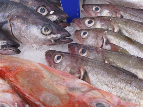 Colombian Fish Will Have A Quality And Sustainability Seal