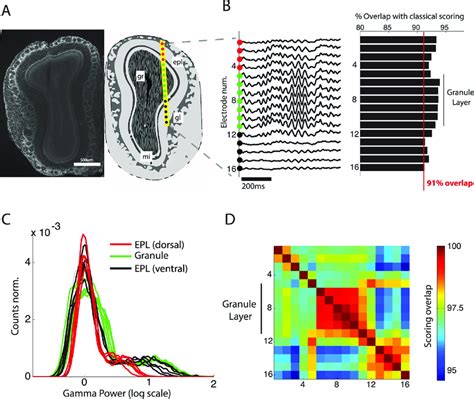 Robustness Of Sleep Scoring Method To Variations In Implantation Site Download Scientific
