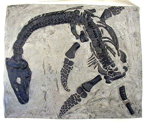 Best 12 Images Stingray Sex Mini Horses And Other Curiosities Of Fossil