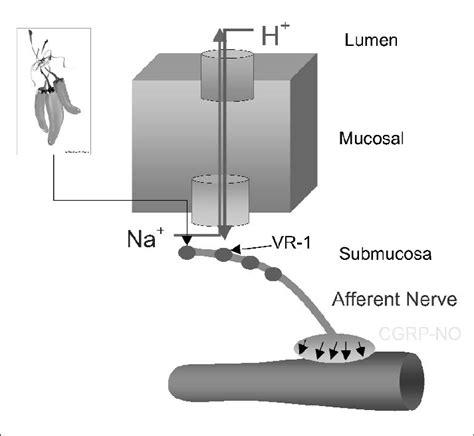 Trans And Subepithelial Pathways Involved In The Hyperemic Response To