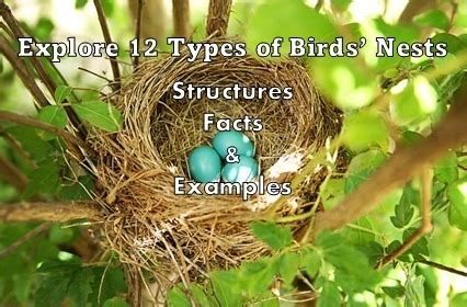 Explore 12 Types Of Birds Nests Structures Facts And Examples