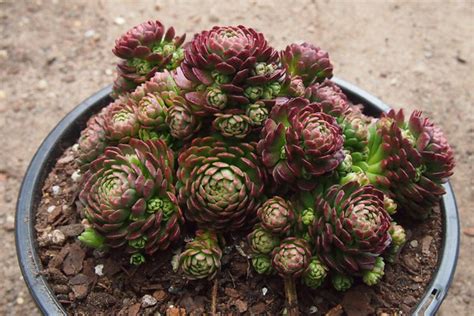 Pack Of 10 Plants X Rosularia Platyphylla Wpup Let Love Grow