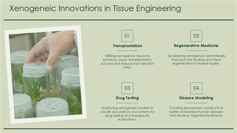 Xenogeneic Innovations In Tissue Engineering Ppt Template St Ai Ss Ppt