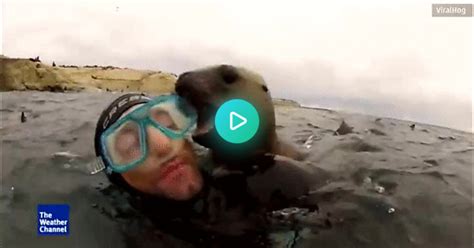 Nom Nom Hug Boop The Snoot  On Imgur