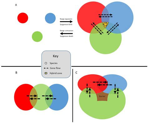 Gene Flow Diagram