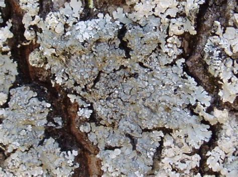 Lichen Pyxine Sorediata Ohio Moss And Lichen Association