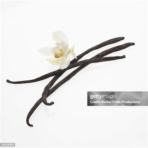 Vanilla Bean Illustration 848 Vanilla Bean Illustration High Res