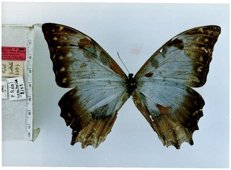 Morpho Theseus Juturna Type Specimens