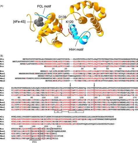 Pyrimidine Dimer Dna Glycosylase 31 Kda Mlu Pdg A Crystal Download Scientific Diagram