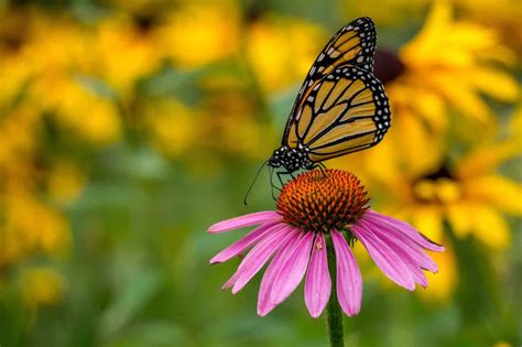 15 Echinacea Tips And Tricks To Attract Pollinators And Add Bold Color