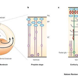 Neocortical Development A Schematic Diagram Of A Section Through The Download Scientific